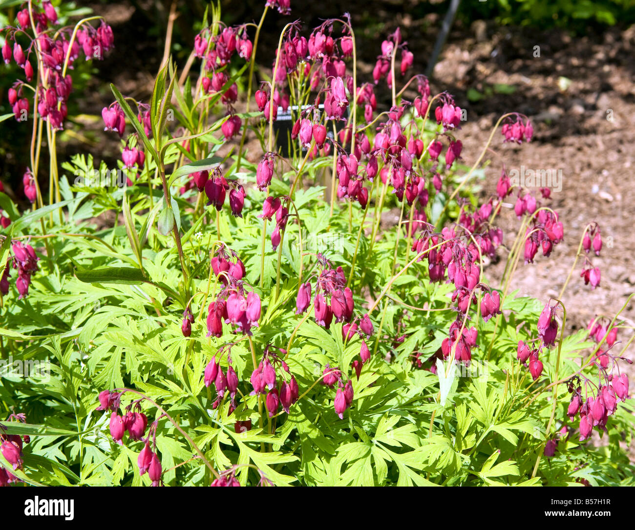 Dicentra spectabilis coeur saignant Banque de photographies et d’images ...