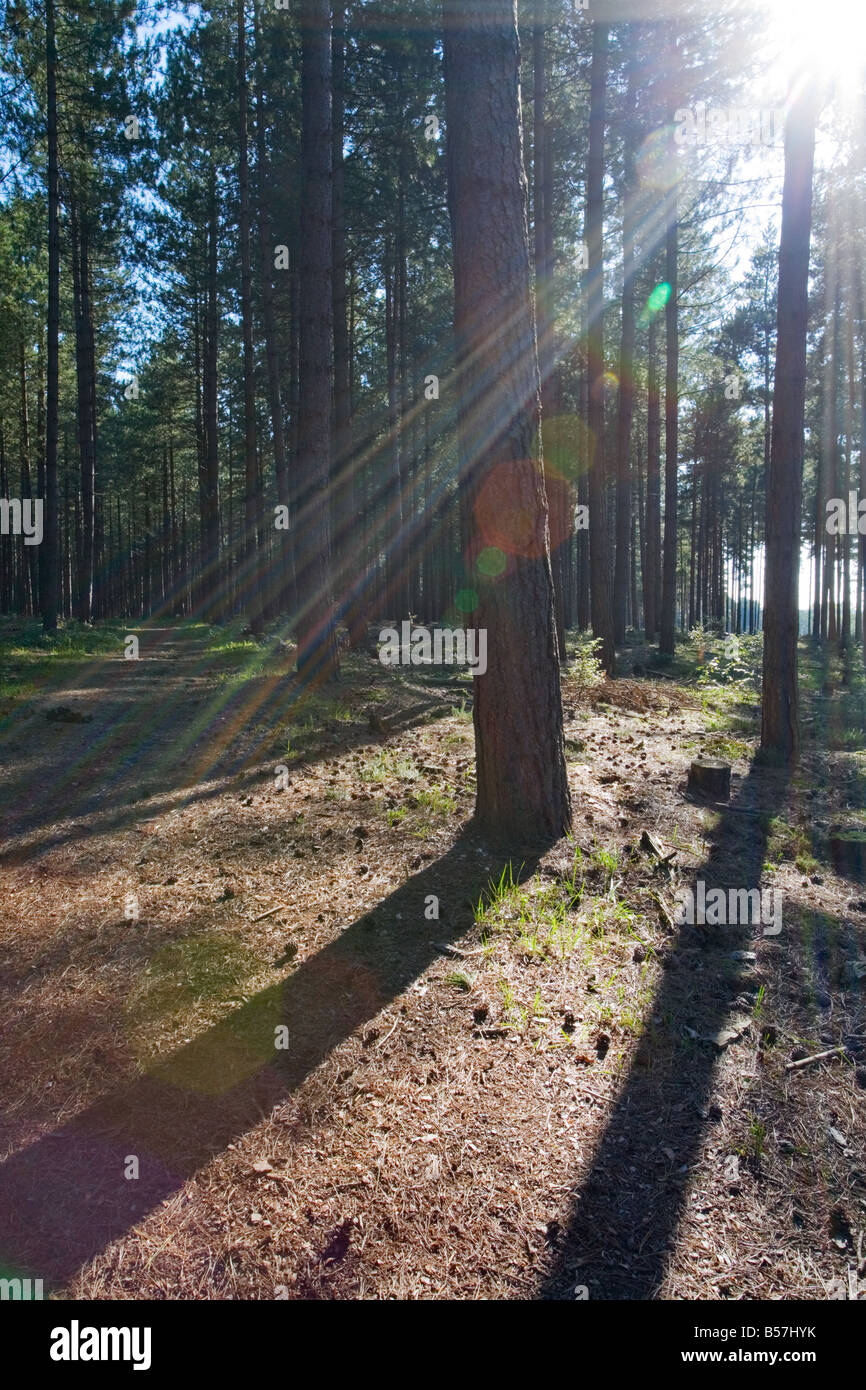 Le pin forestier Banque de photographies et d’images à haute résolution ...