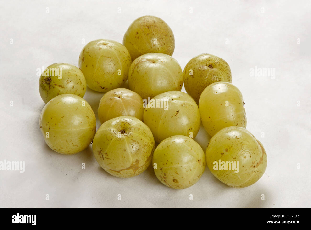 Nom : Nelli, nom botanique : Phyllanthus emblica Linn Photo Stock - Alamy