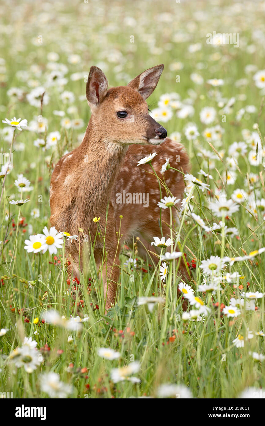 Cerf de Virginie (Odocoileus virginianus) chez les faons oxeye daisy ...