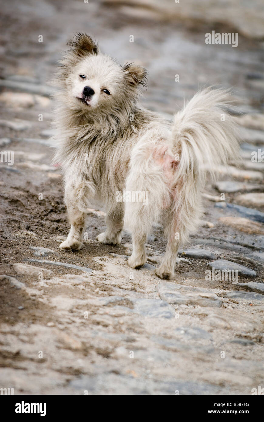 Old dog Banque de photographies et d’images à haute résolution - Alamy