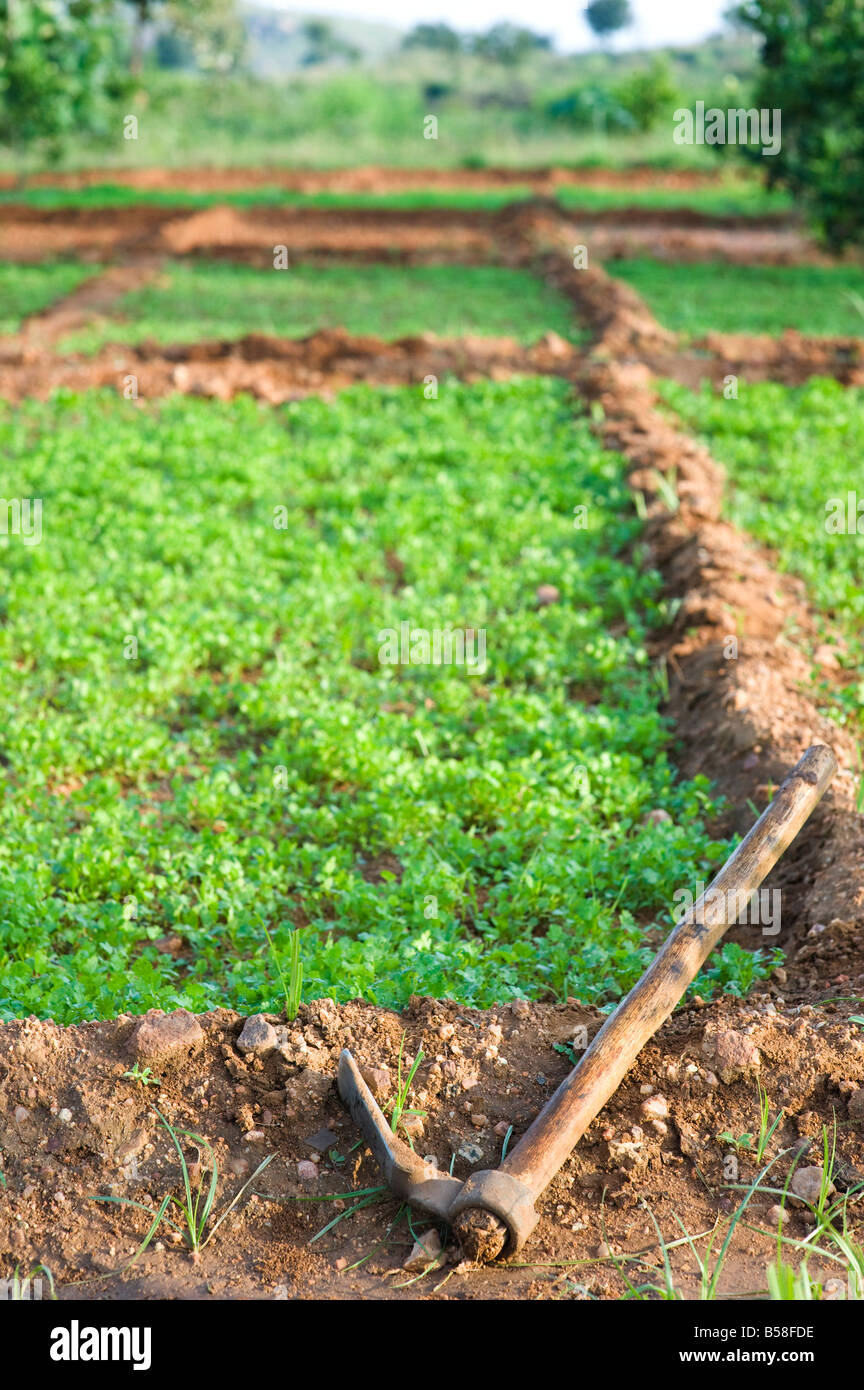 Faire pousser des herbes dans la campagne indienne Banque de ...
