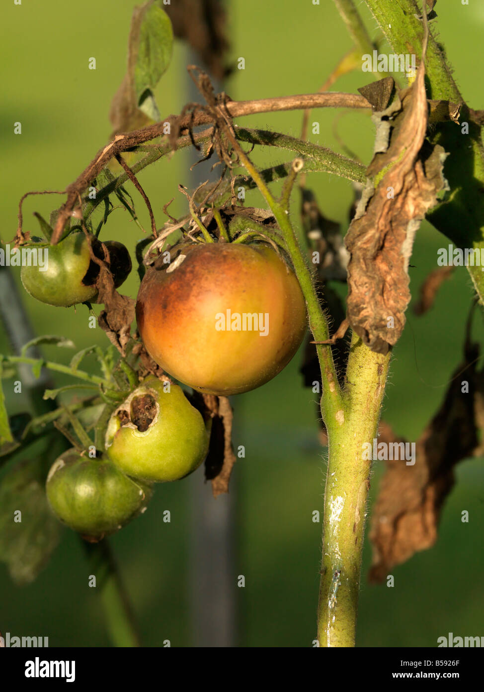 Maladie de la tomate Banque de photographies et d’images à haute ...