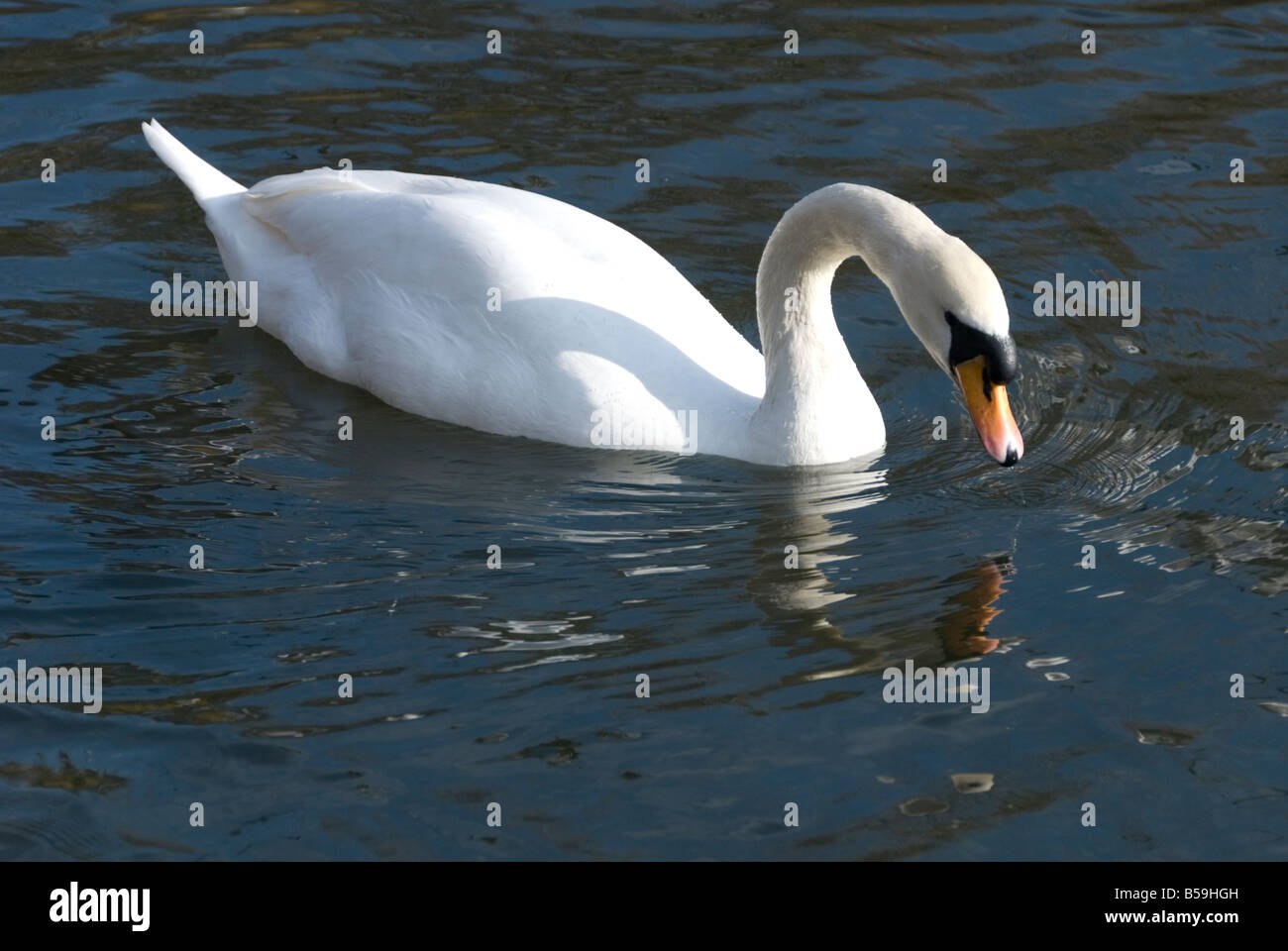 Cygne muet cygnus olor flotte dans l'eau Banque de photographies et d’images à haute résolution ...