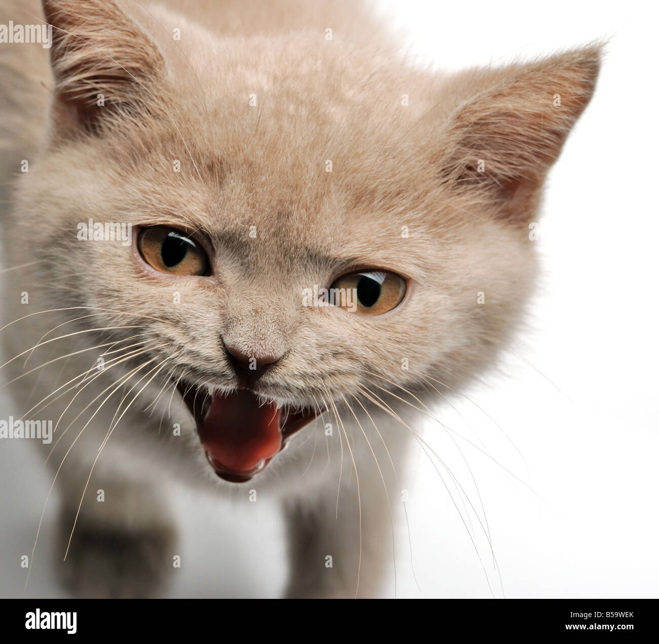 Cri du chat un animal de la race des chats Photo Stock - Alamy