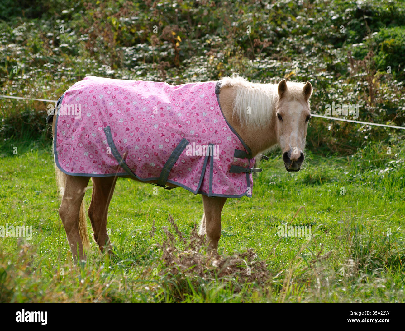 Cheval de couleur Banque de photographies et d’images à haute ...