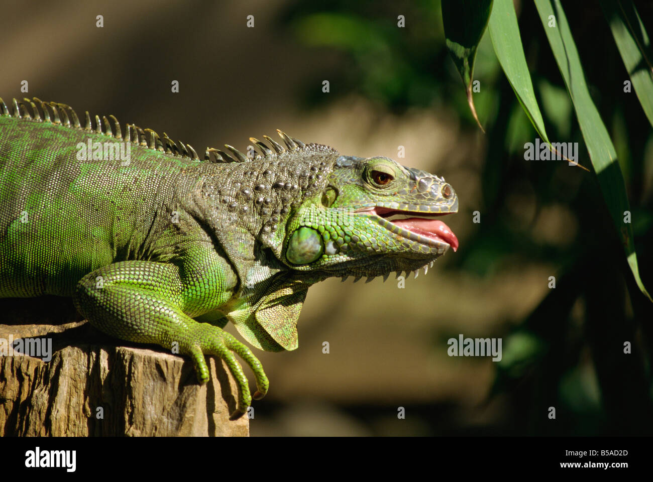 Bali reptiles Banque de photographies et d’images à haute résolution ...