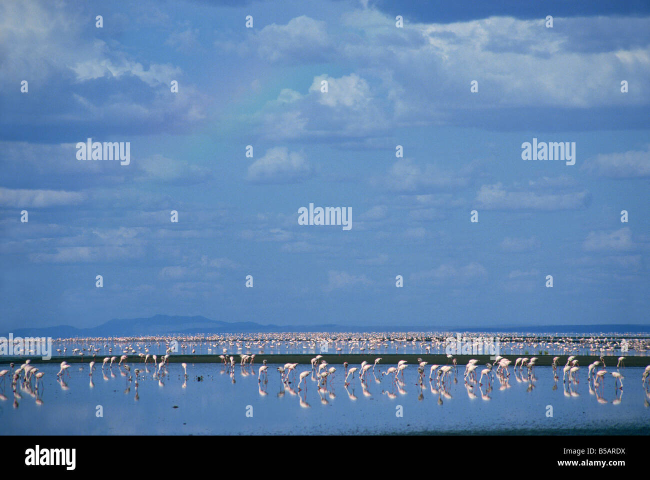 Flamants roses au lac de natron Banque de photographies et d’images à ...