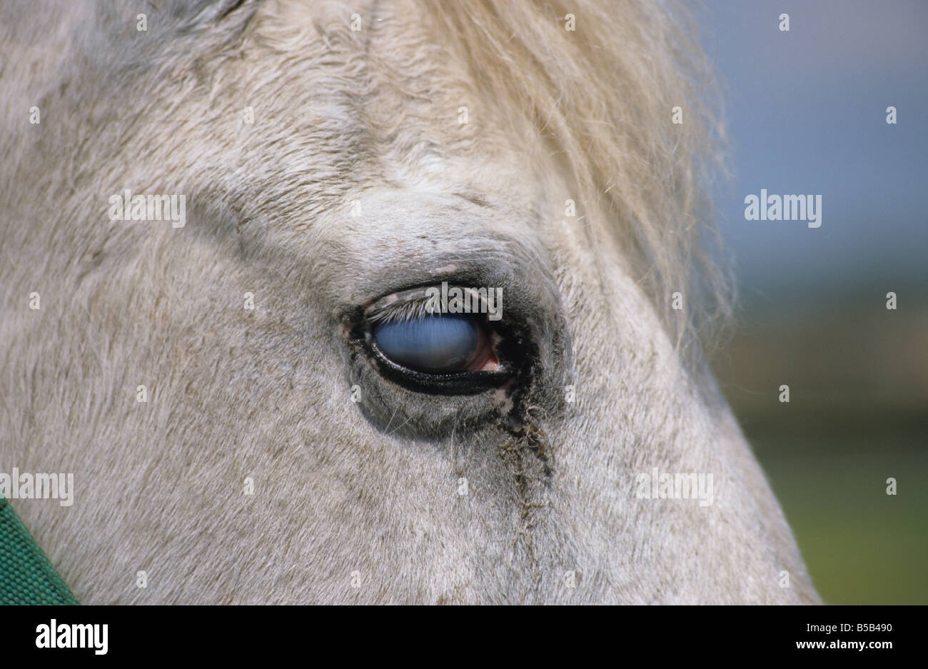 Œil d'un cheval aveugle (Equus caballus Photo Stock - Alamy