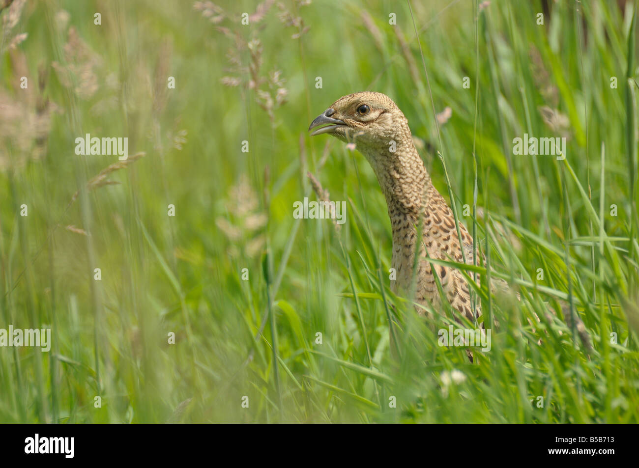 Faisan femelle Banque de photographies et d’images à haute résolution ...