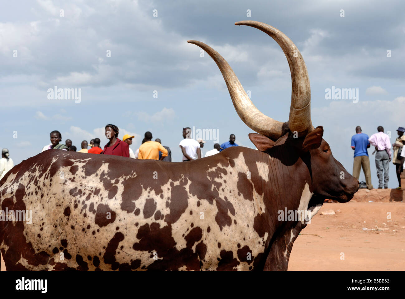 Vache Ankole, Kampala, Ouganda, Afrique de l'Est, l'Afrique Photo Stock ...
