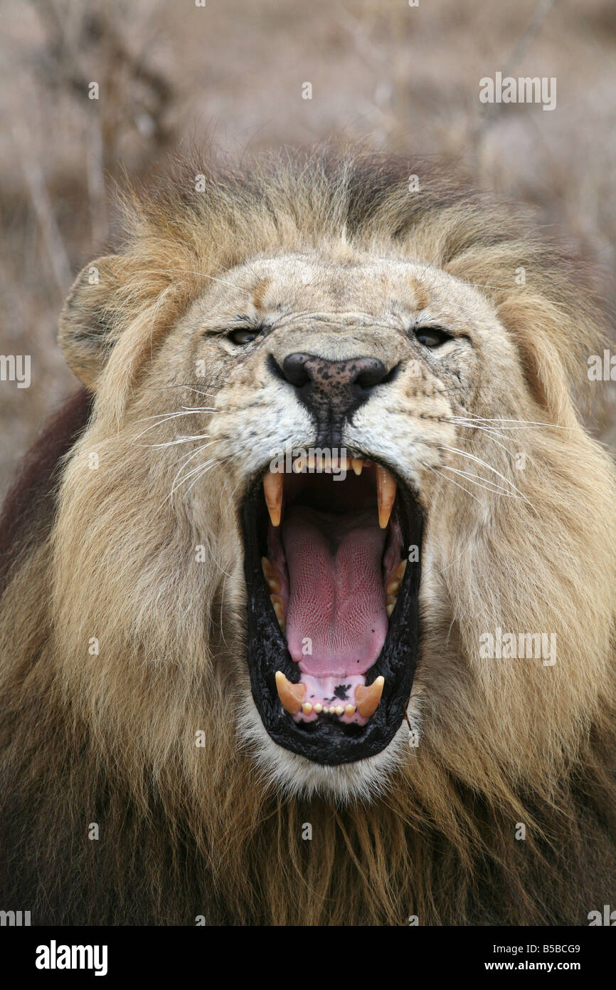 Lion Rugissant Banque d'image et photos - Alamy