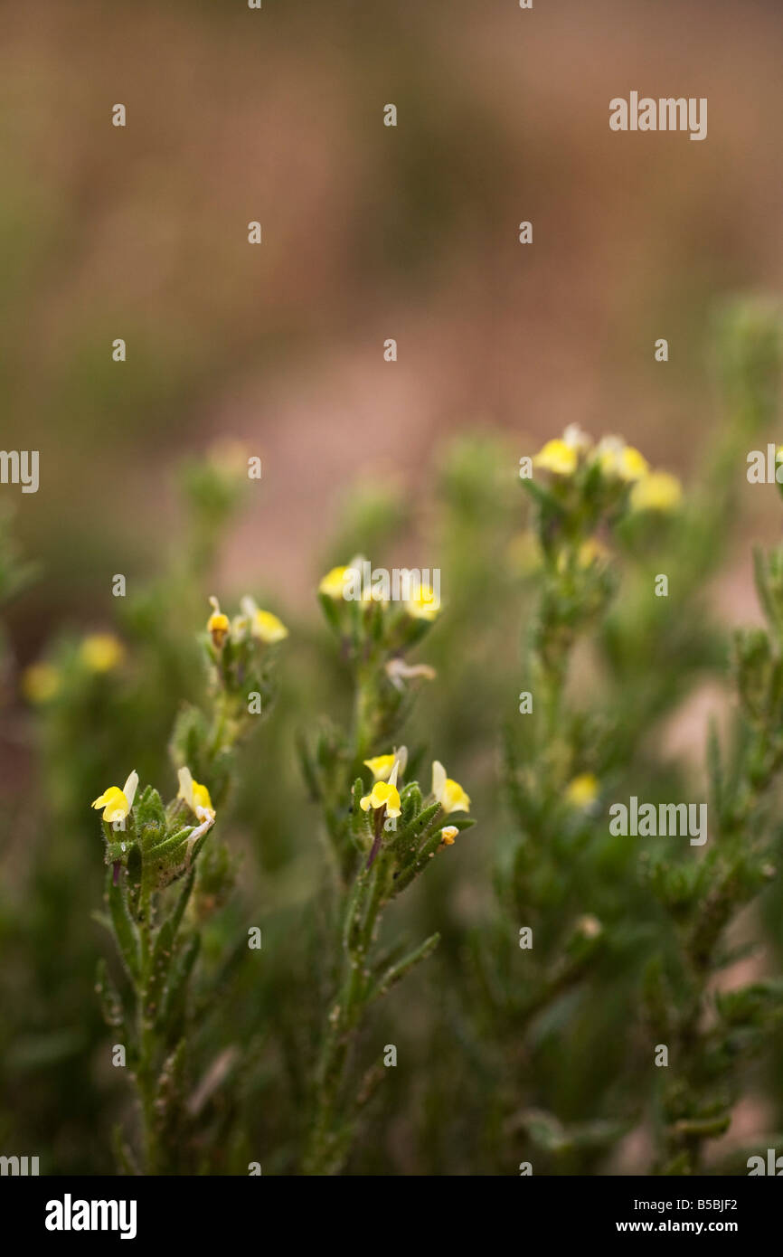 Linaria arenaria Banque de photographies et d’images à haute résolution ...