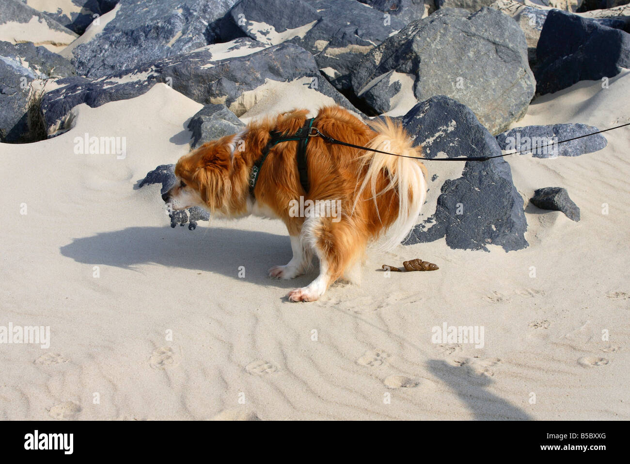 Animal defecating Banque de photographies et d’images à haute ...