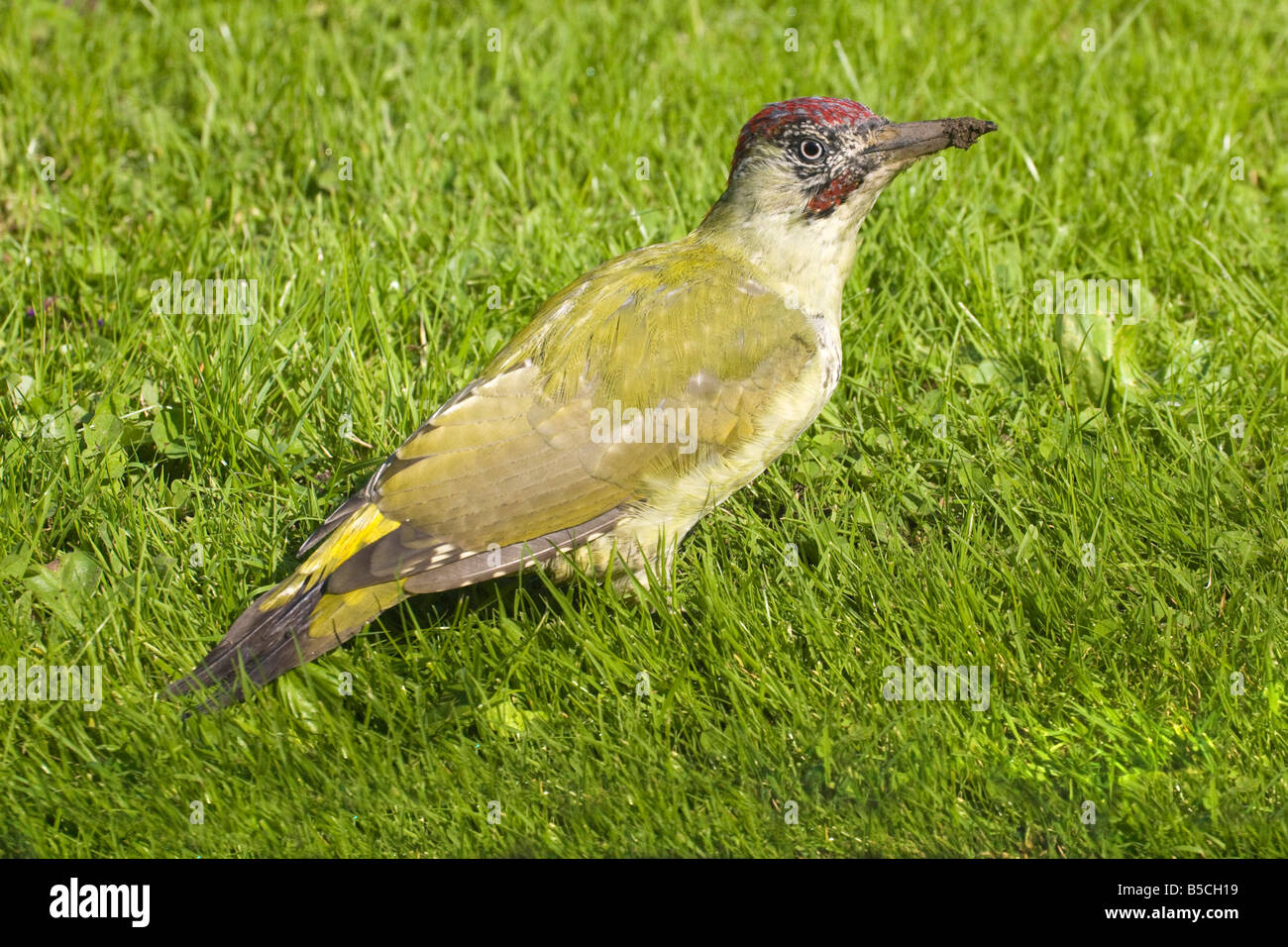 Pic vert picus viridis Banque de photographies et d’images à haute ...