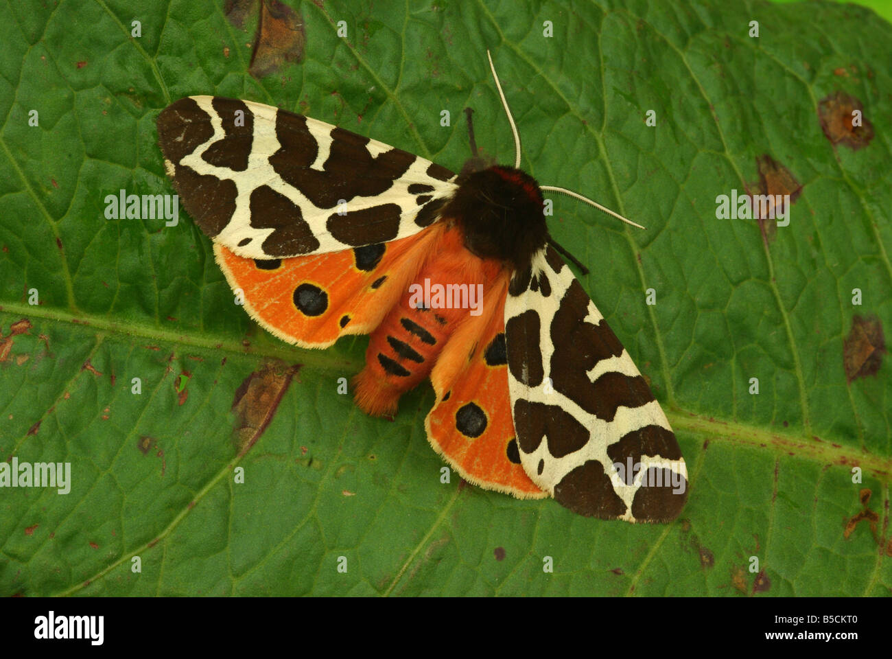 Garden tiger moth Banque de photographies et d’images à haute ...