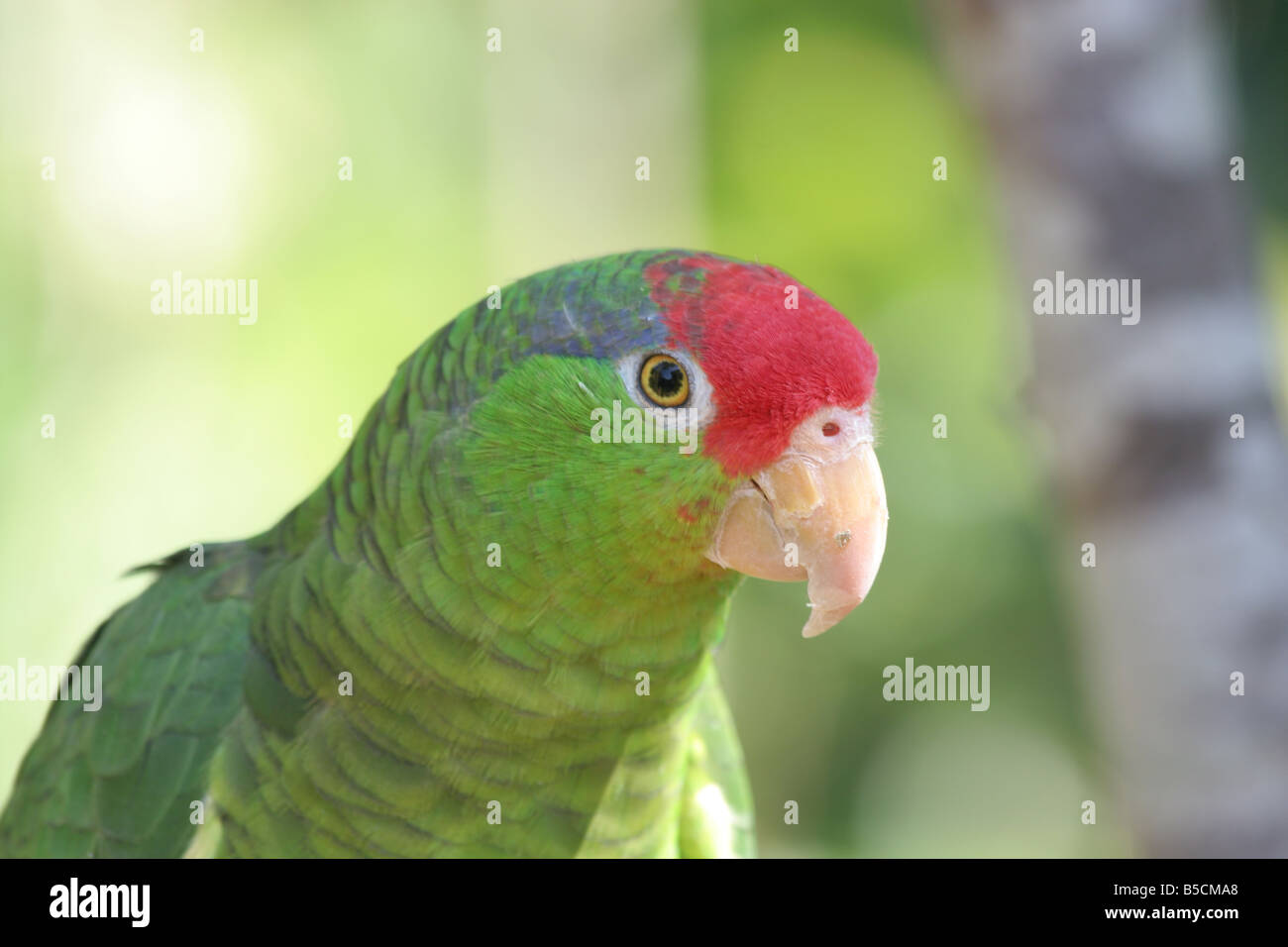 Animal rouge Banque de photographies et d’images à haute résolution - Alamy