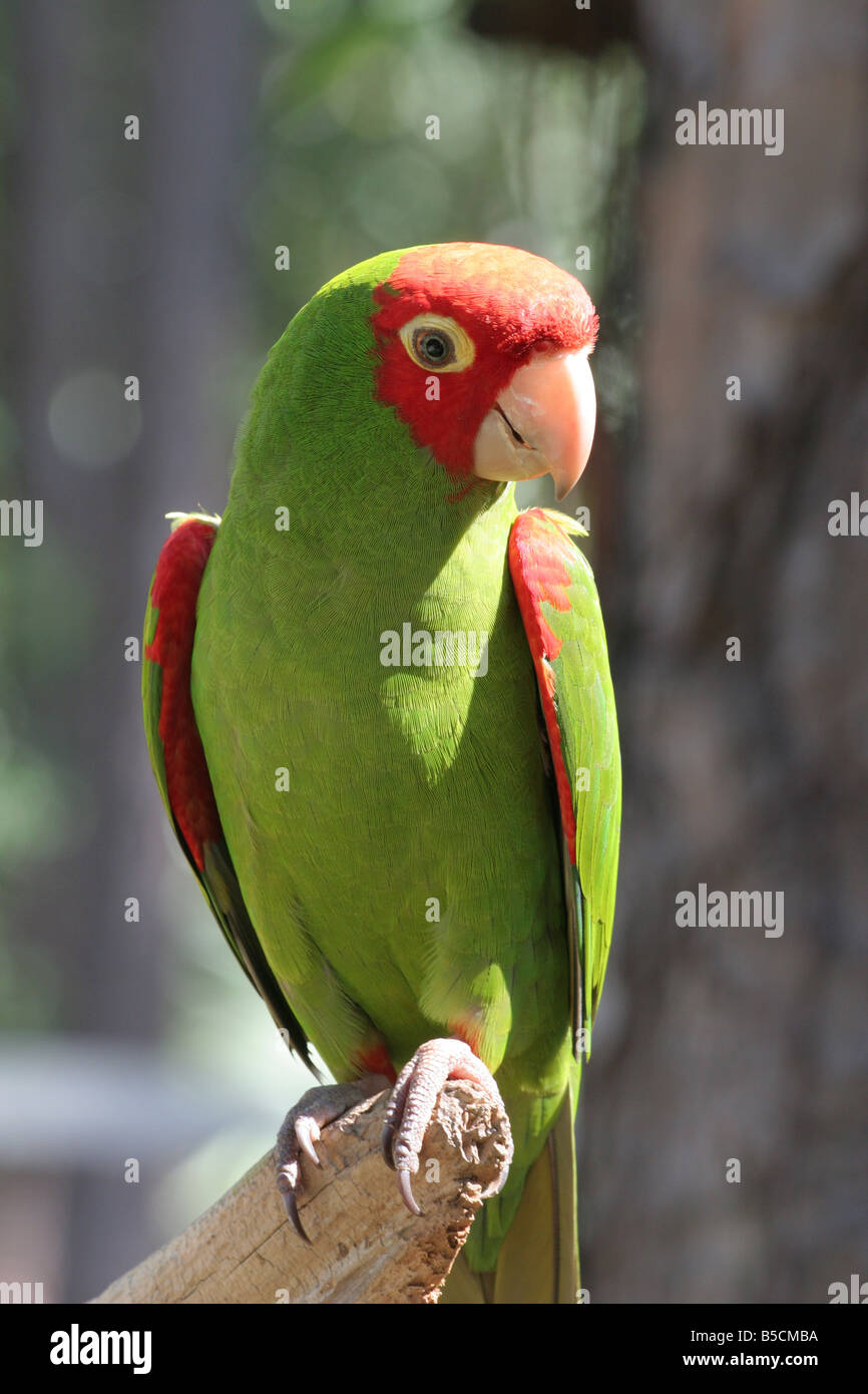 Perroquet rouge et vert Banque de photographies et d’images à haute ...