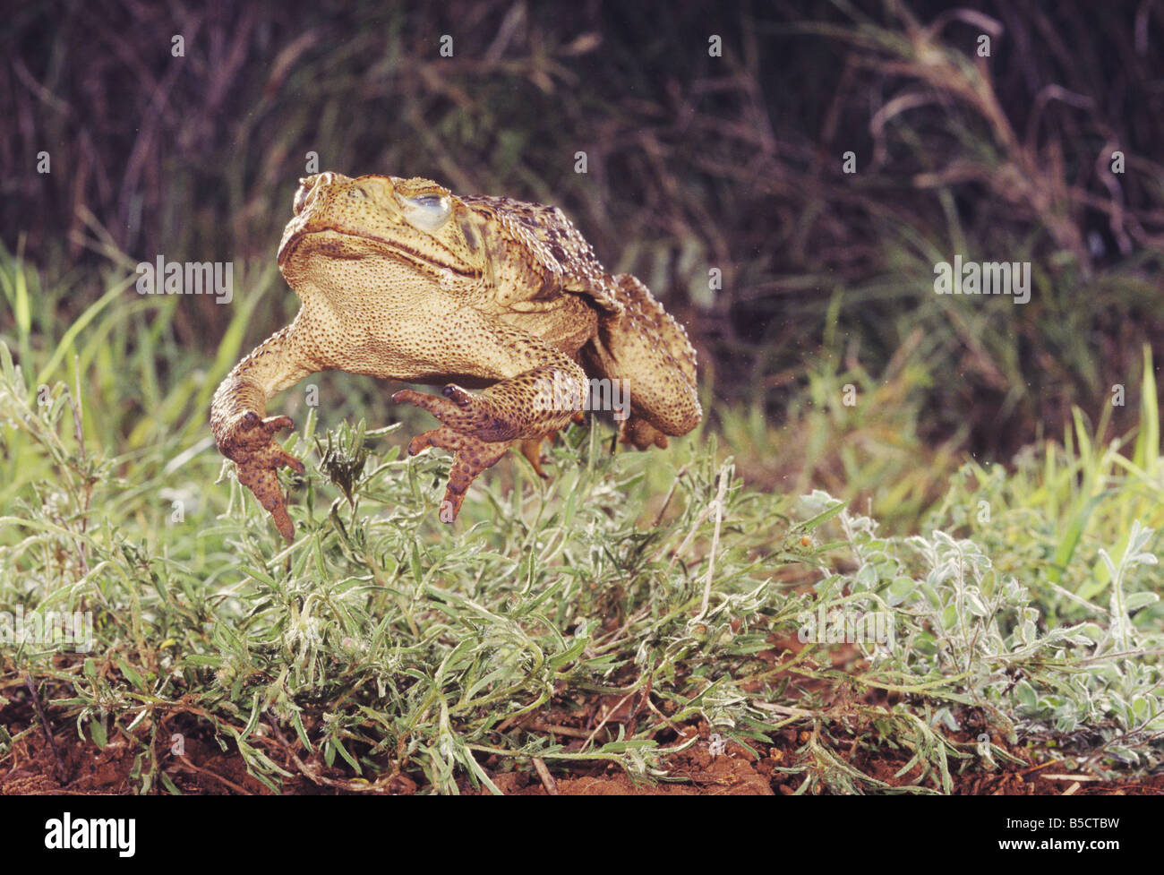 Crapaud géant (Bufo marinus saut adultes Rio Grande Valley Texas USA ...