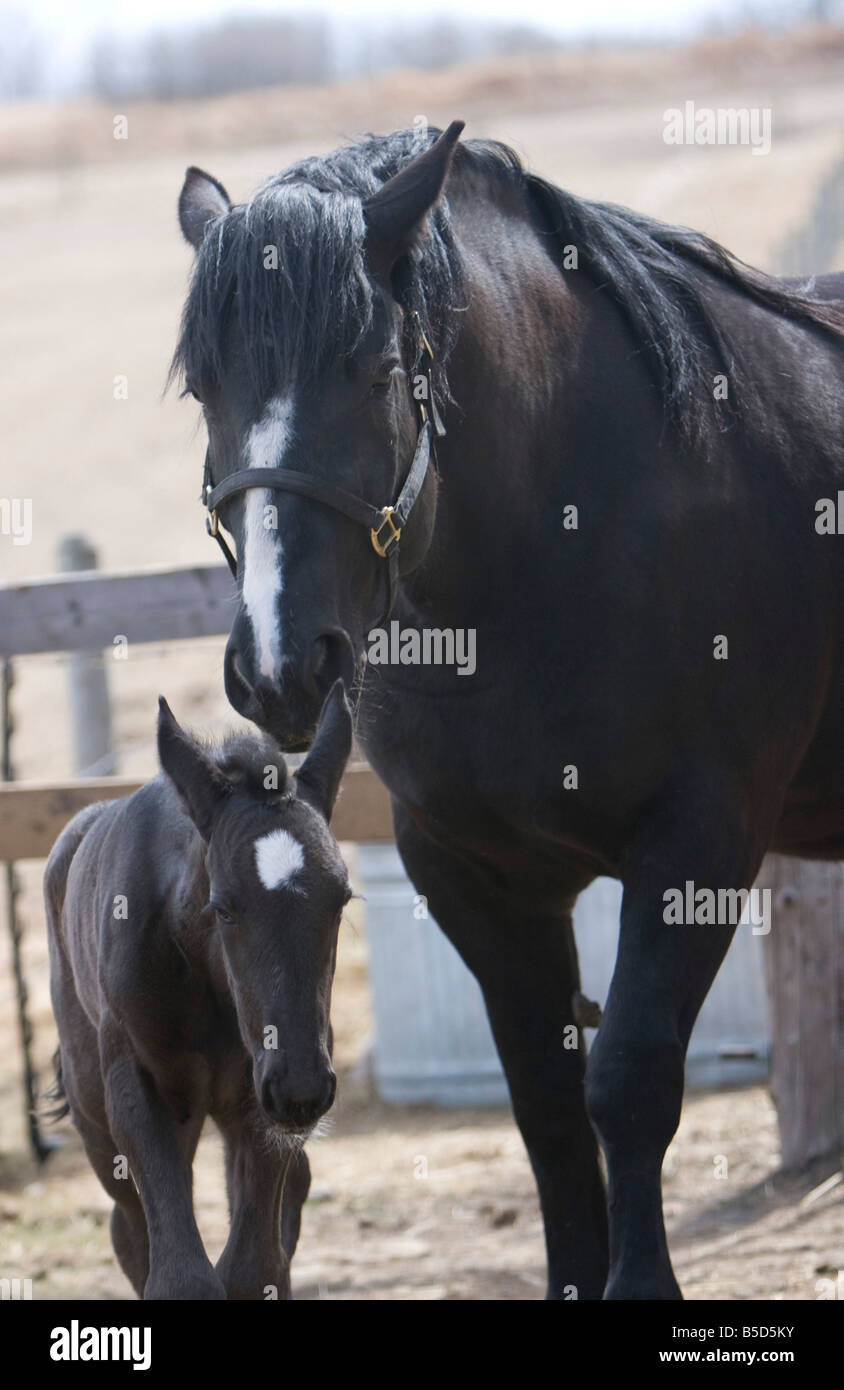 Cheval percheron noir Banque de photographies et d’images à haute ...