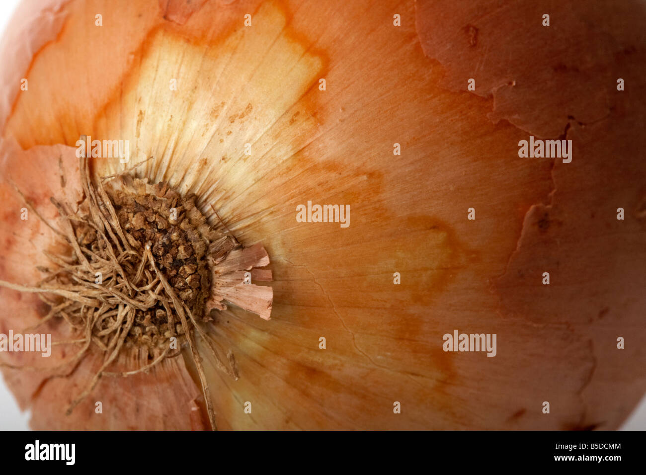 Gros oignon Banque de photographies et d’images à haute résolution - Alamy