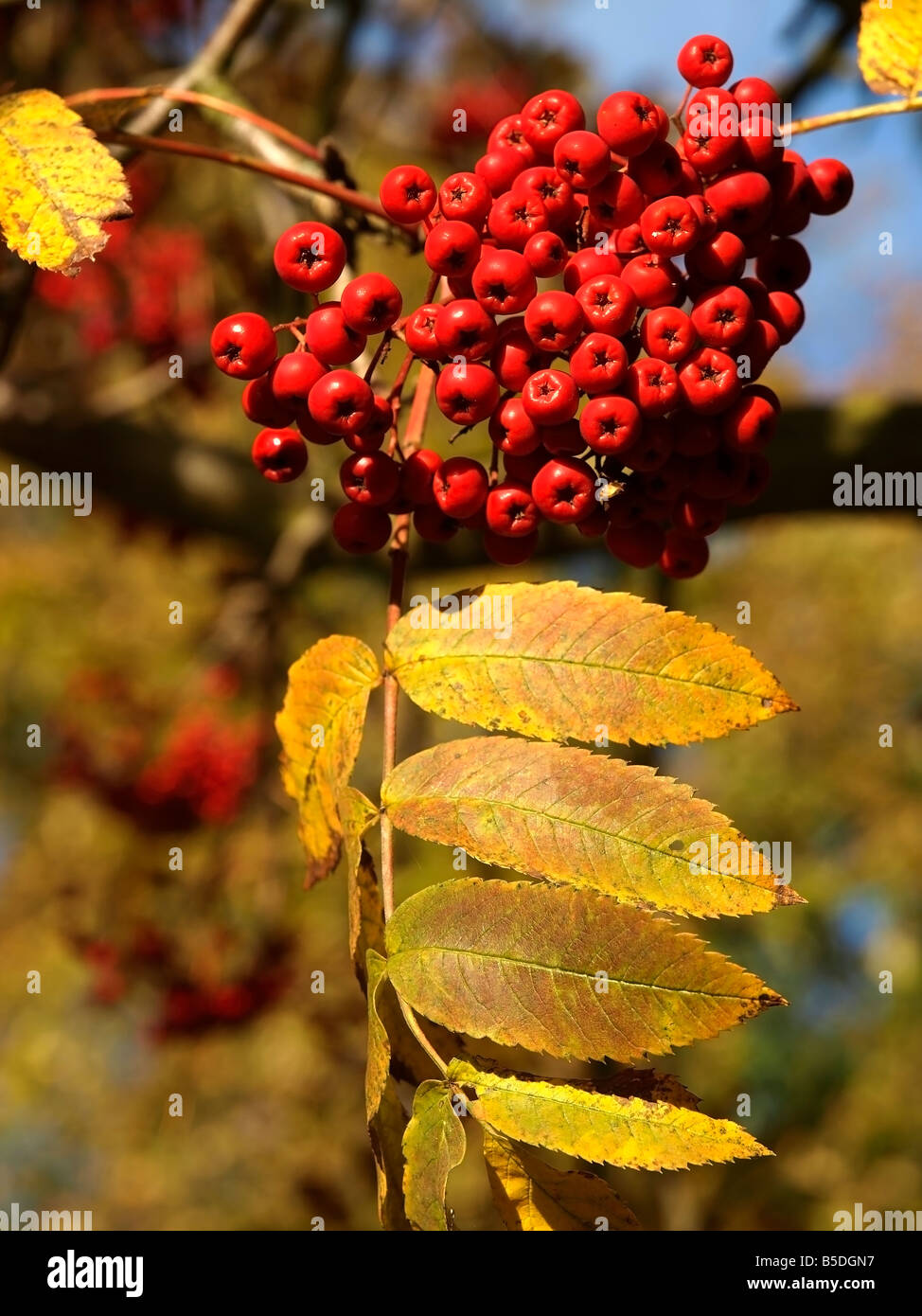 Sorbus aucuparia Banque de photographies et d’images à haute résolution ...