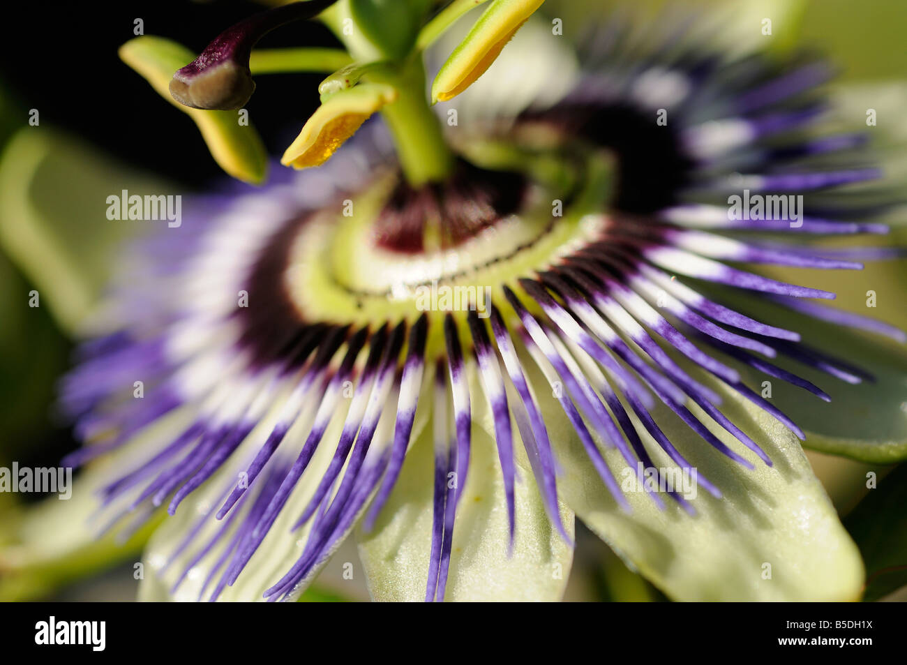 Passionfruit flower Banque de photographies et d’images à haute ...