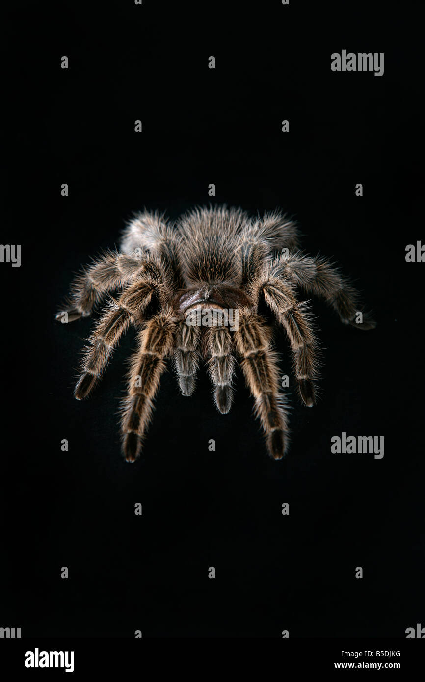 Rose chilienne Banque de photographies et d’images à haute résolution ...