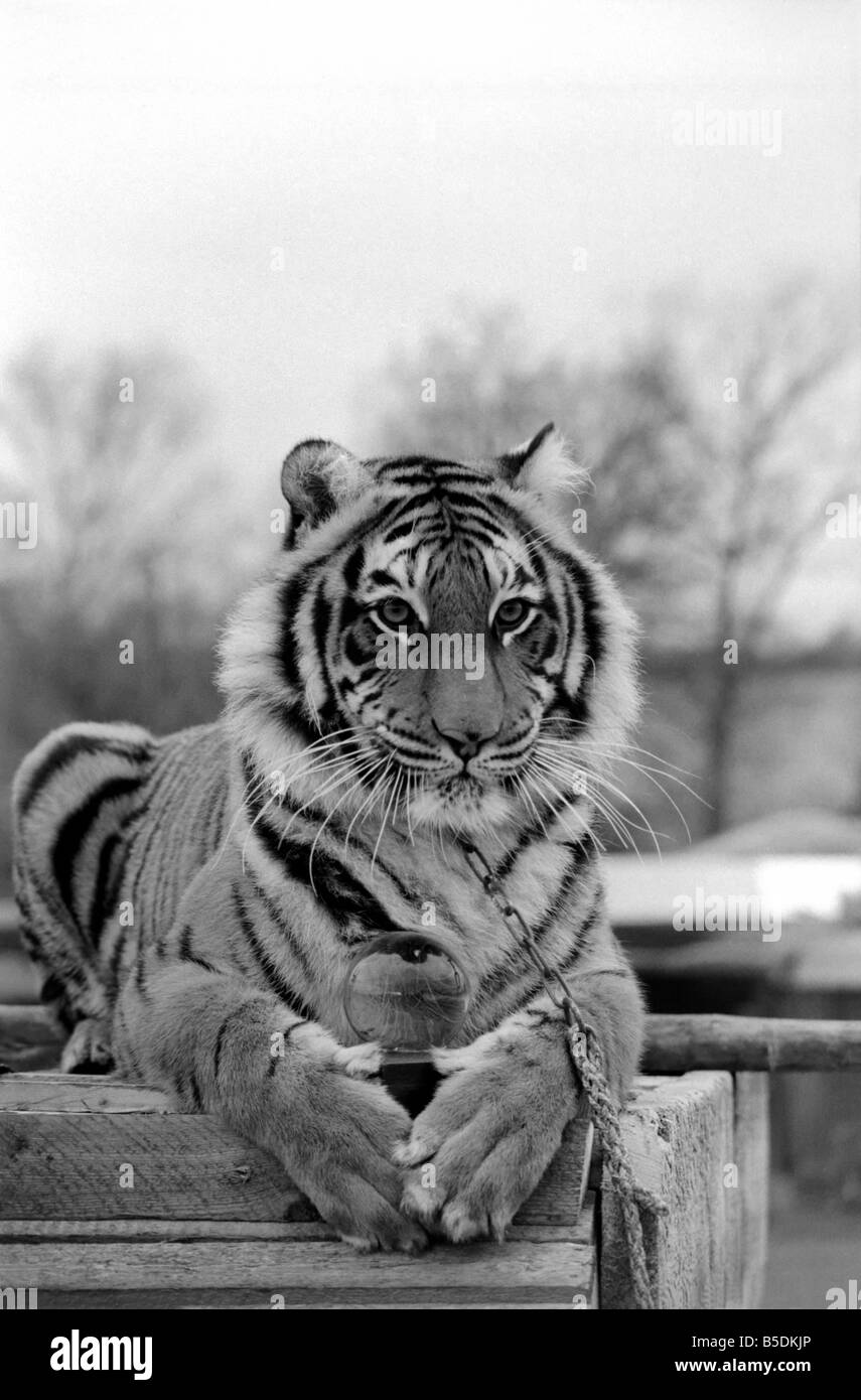 Esso tiger Banque de photographies et d’images à haute résolution - Alamy