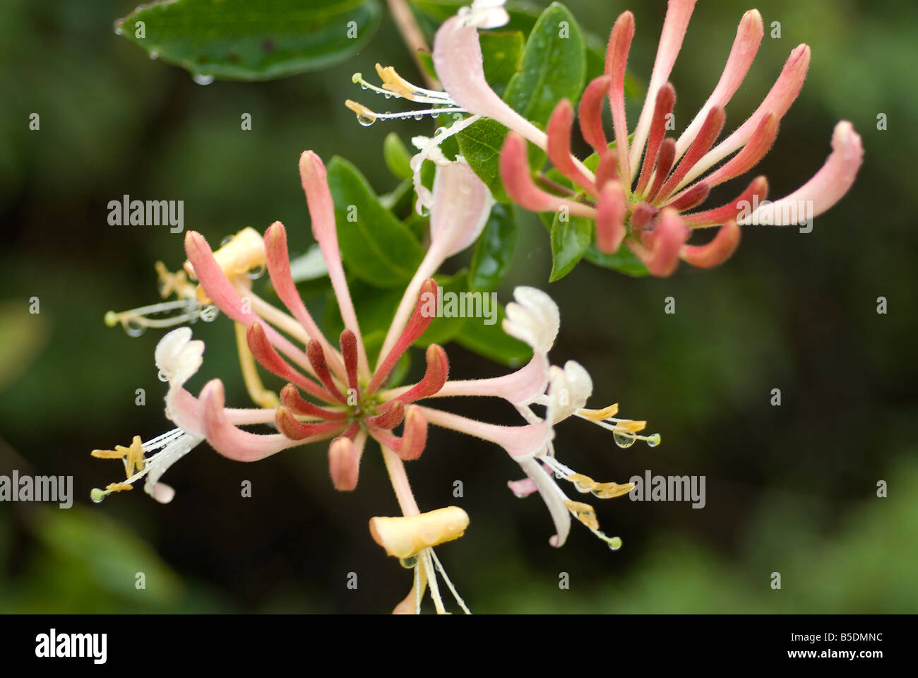 Piante del nord Banque de photographies et d’images à haute résolution ...