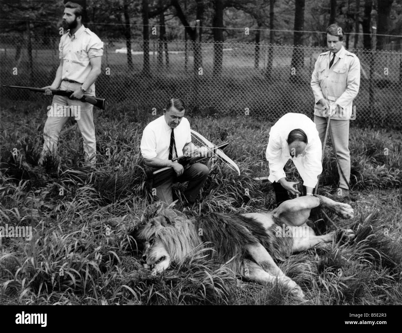 L'épine est out -et maintenant le vétérinaire donne le lion endormi une ...