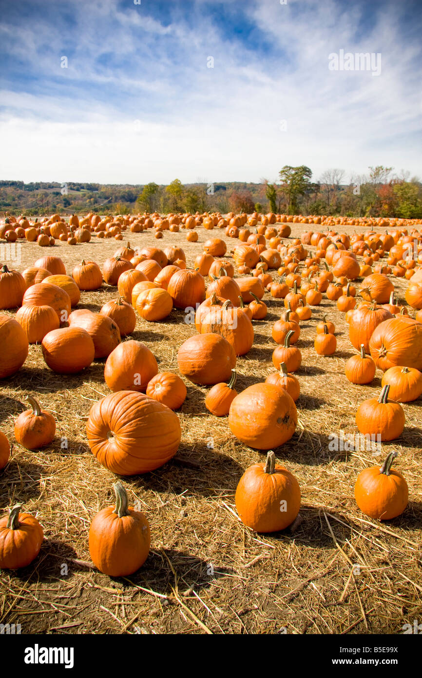 Champ de citrouille Banque de photographies et d’images à haute ...