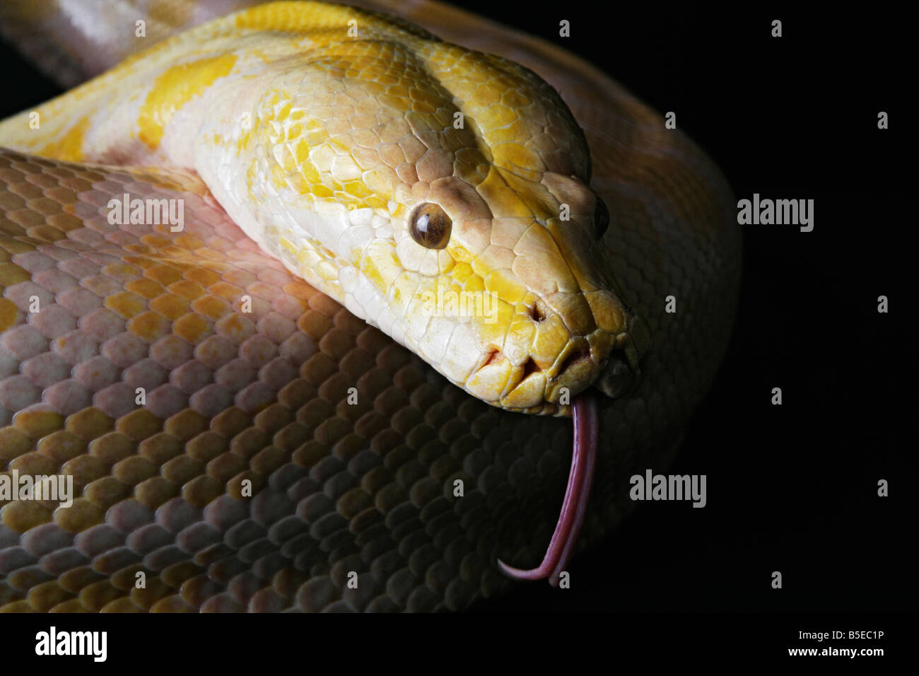 Python birman albinos Banque de photographies et d’images à haute ...