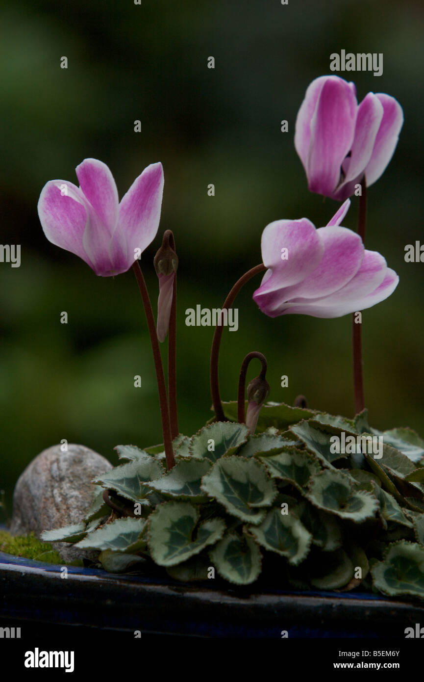 Cyclamen rose Banque de photographies et d’images à haute résolution ...