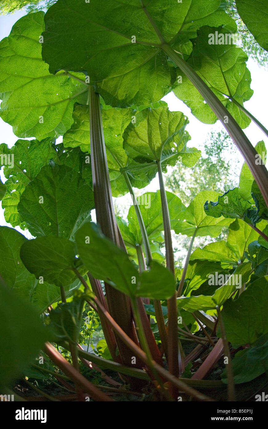 La rhubarbe plante à partir de ci-dessous Photo Stock - Alamy