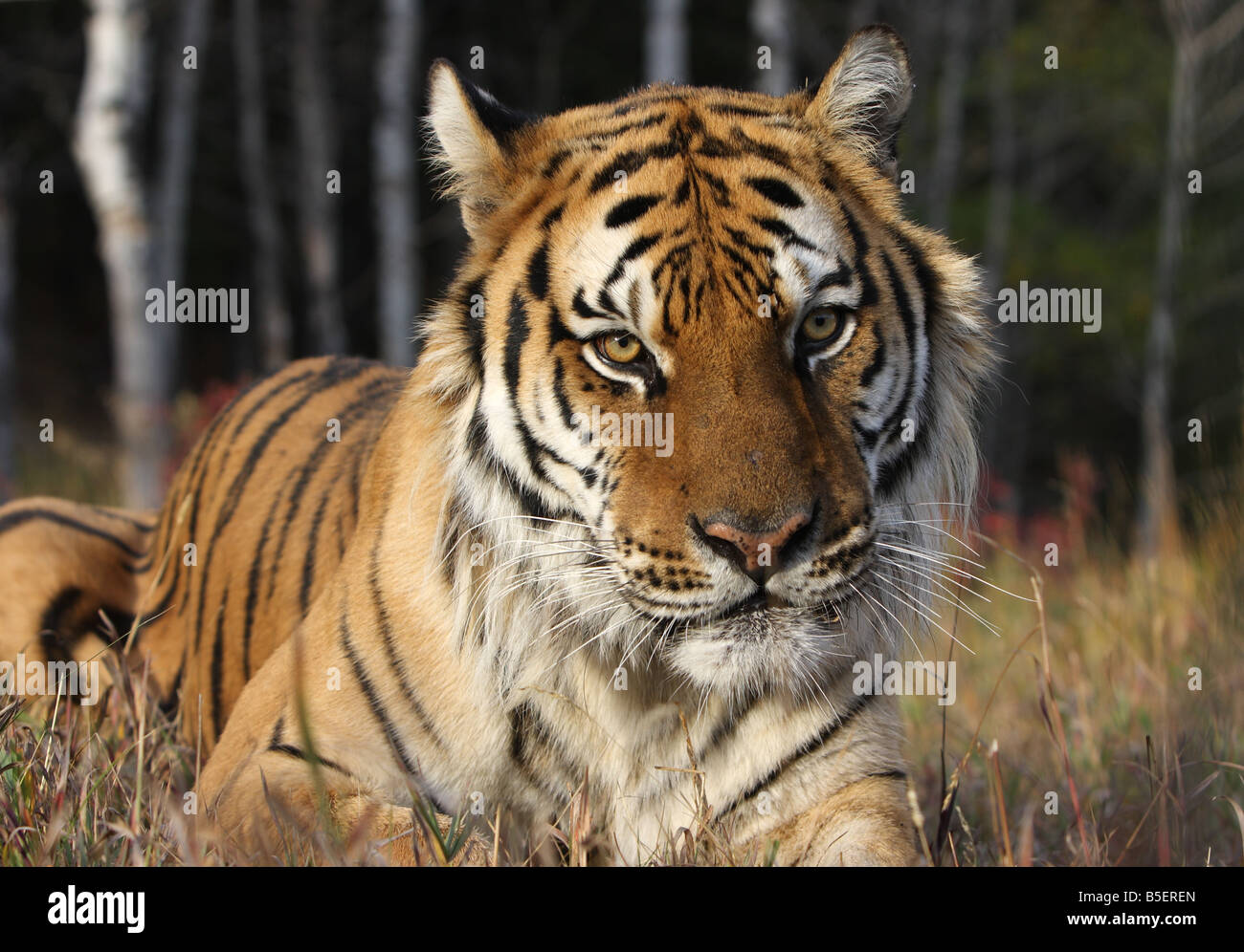 Visage de tigre Banque de photographies et d’images à haute résolution ...