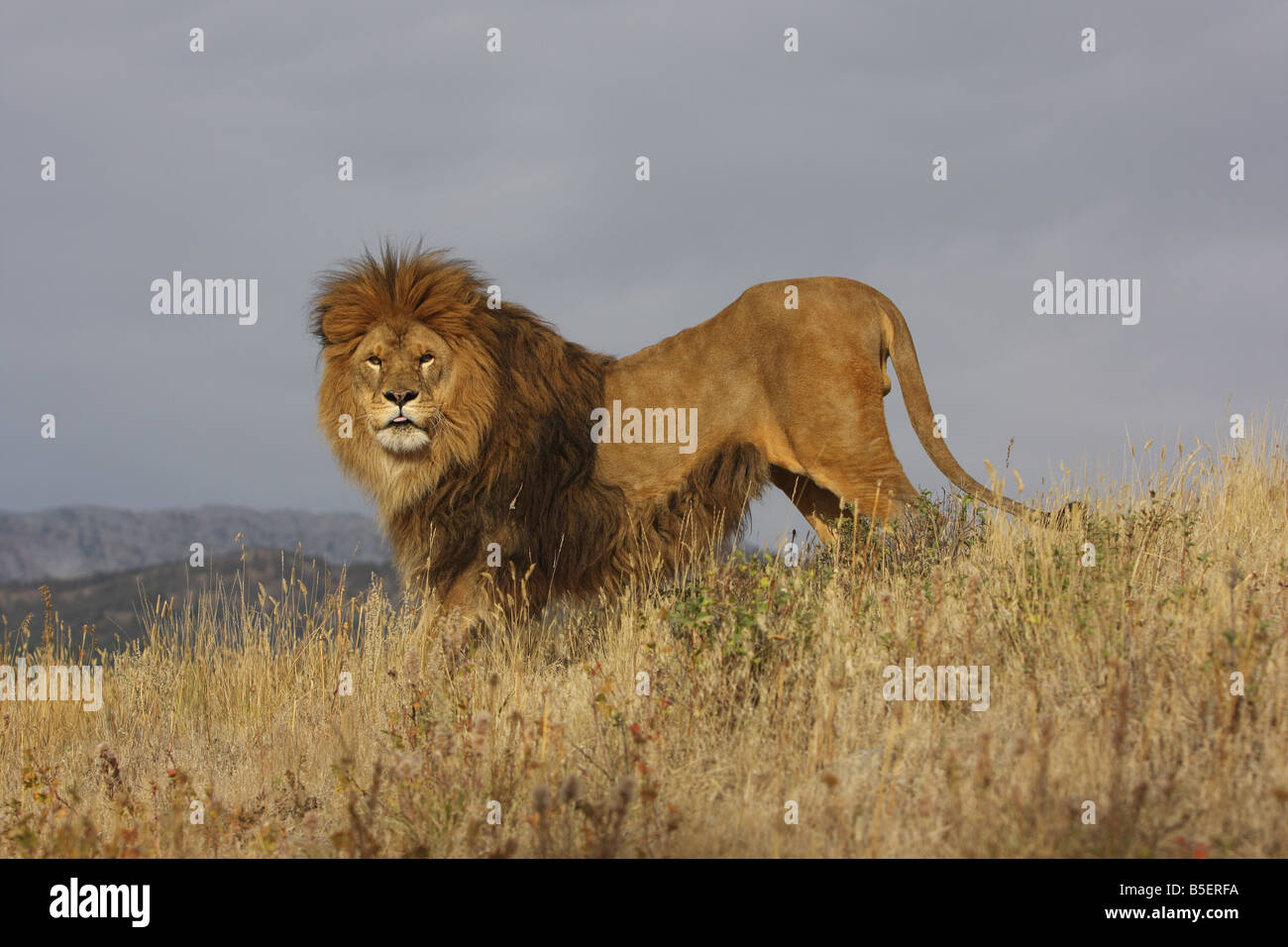 Atlas barbary lion panthera leo Banque de photographies et d’images à ...