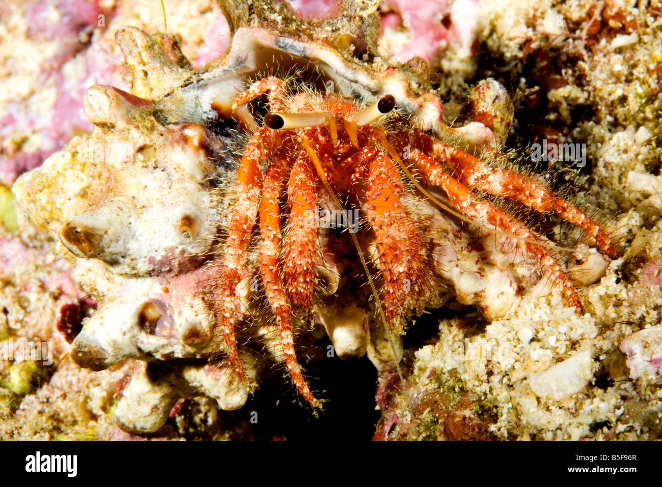 Crabe ermite rouge poilu Banque de photographies et d’images à haute ...
