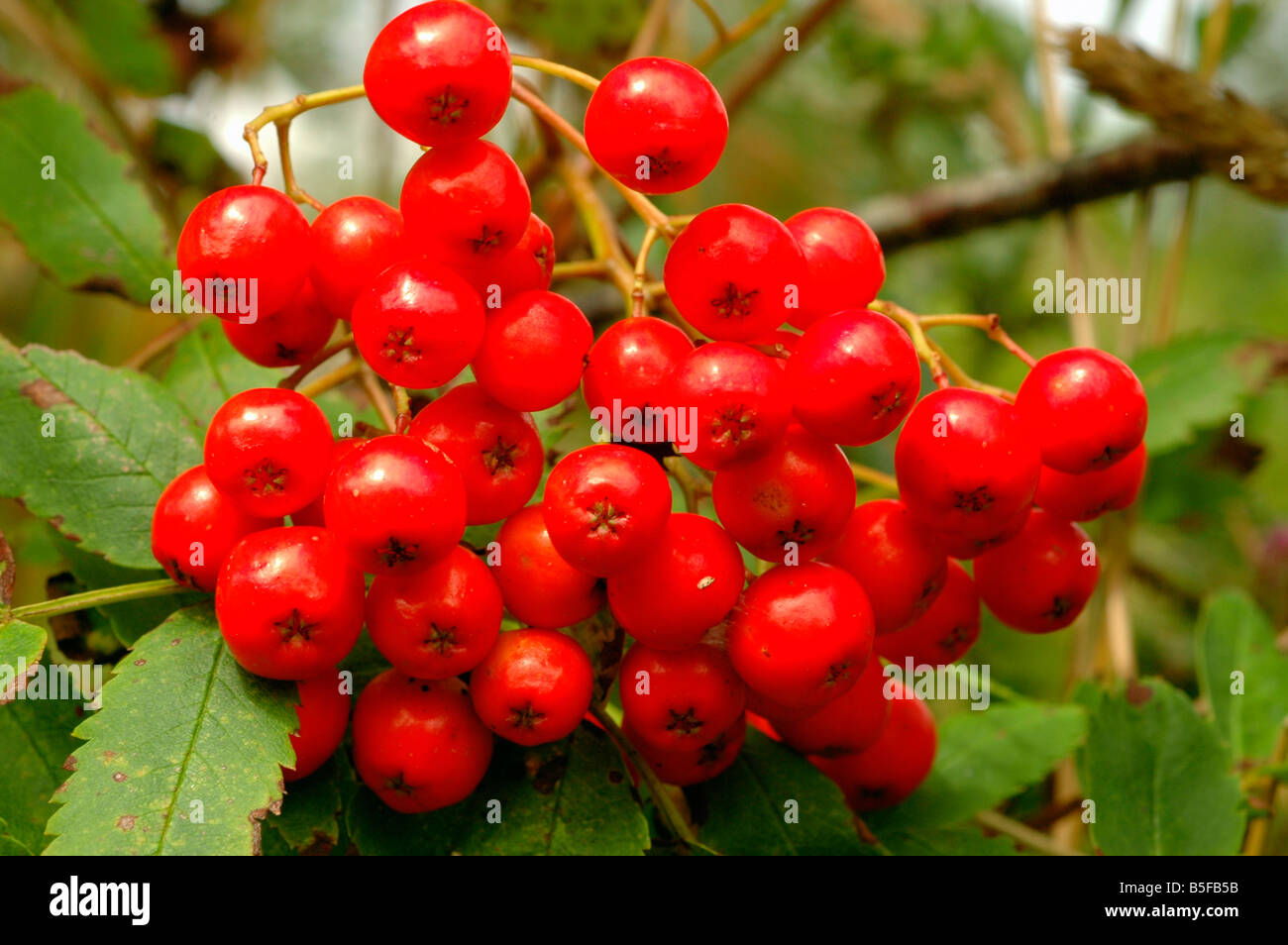 Rowan sorbus aucuparia Banque de photographies et d’images à haute ...