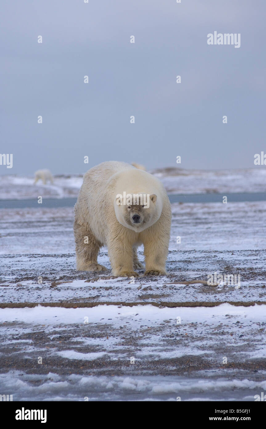 Polar bear grizzly bear Banque de photographies et d’images à haute ...