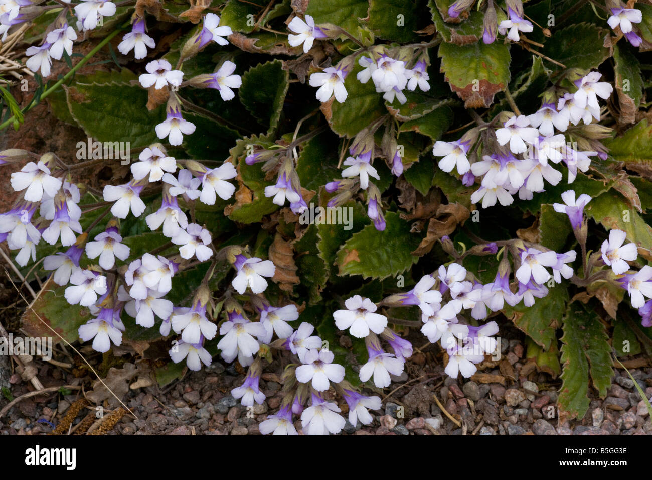 Rhodope haberlea Banque de photographies et d’images à haute résolution ...