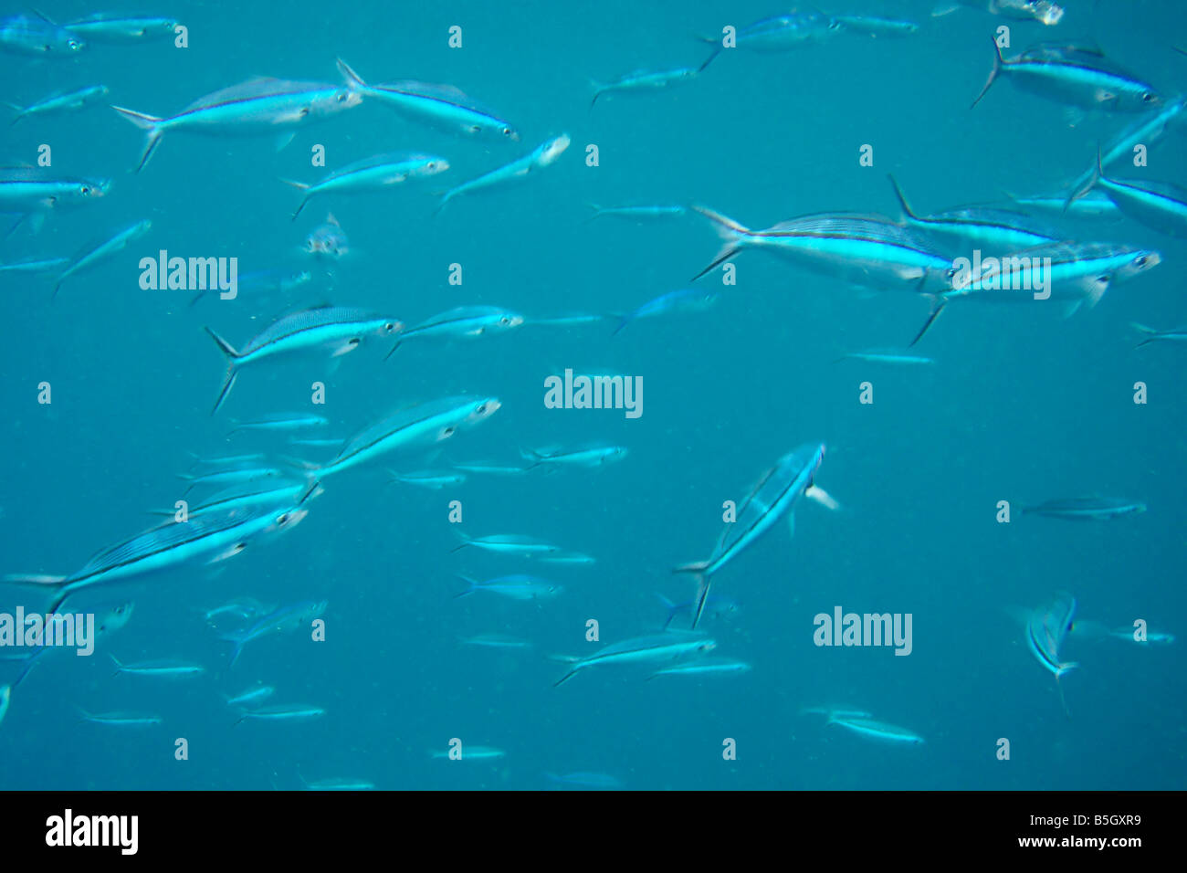 Banc de poissons ocean Banque de photographies et d’images à haute ...