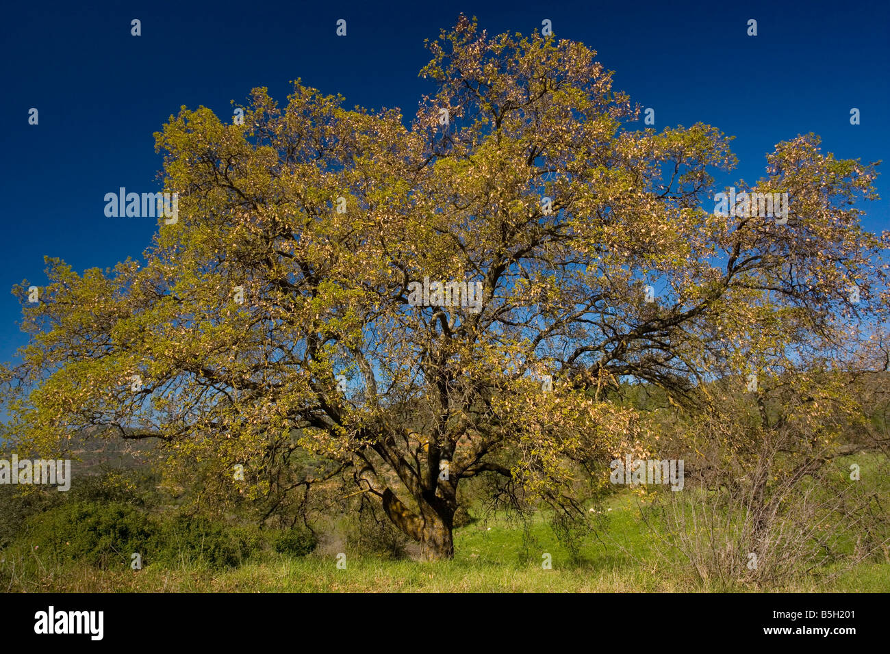 Cyprus oak Banque de photographies et d’images à haute résolution - Alamy