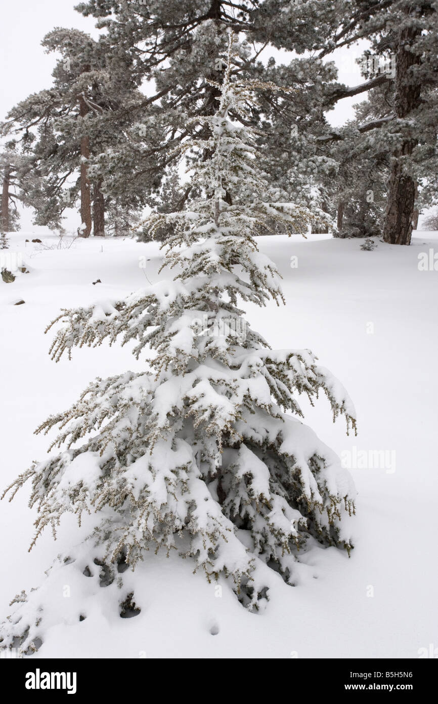 Cedrus libani Banque de photographies et d’images à haute résolution ...