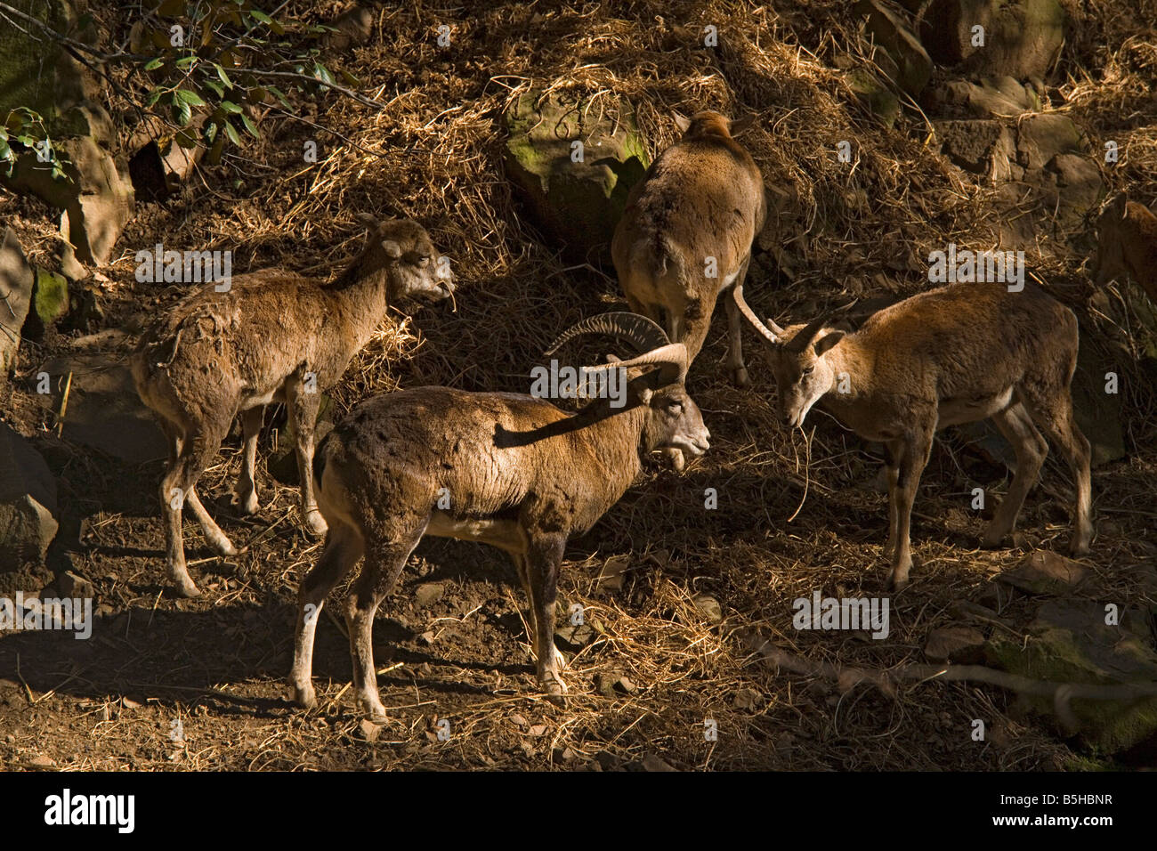 Chypre mouflon Banque de photographies et d’images à haute résolution ...