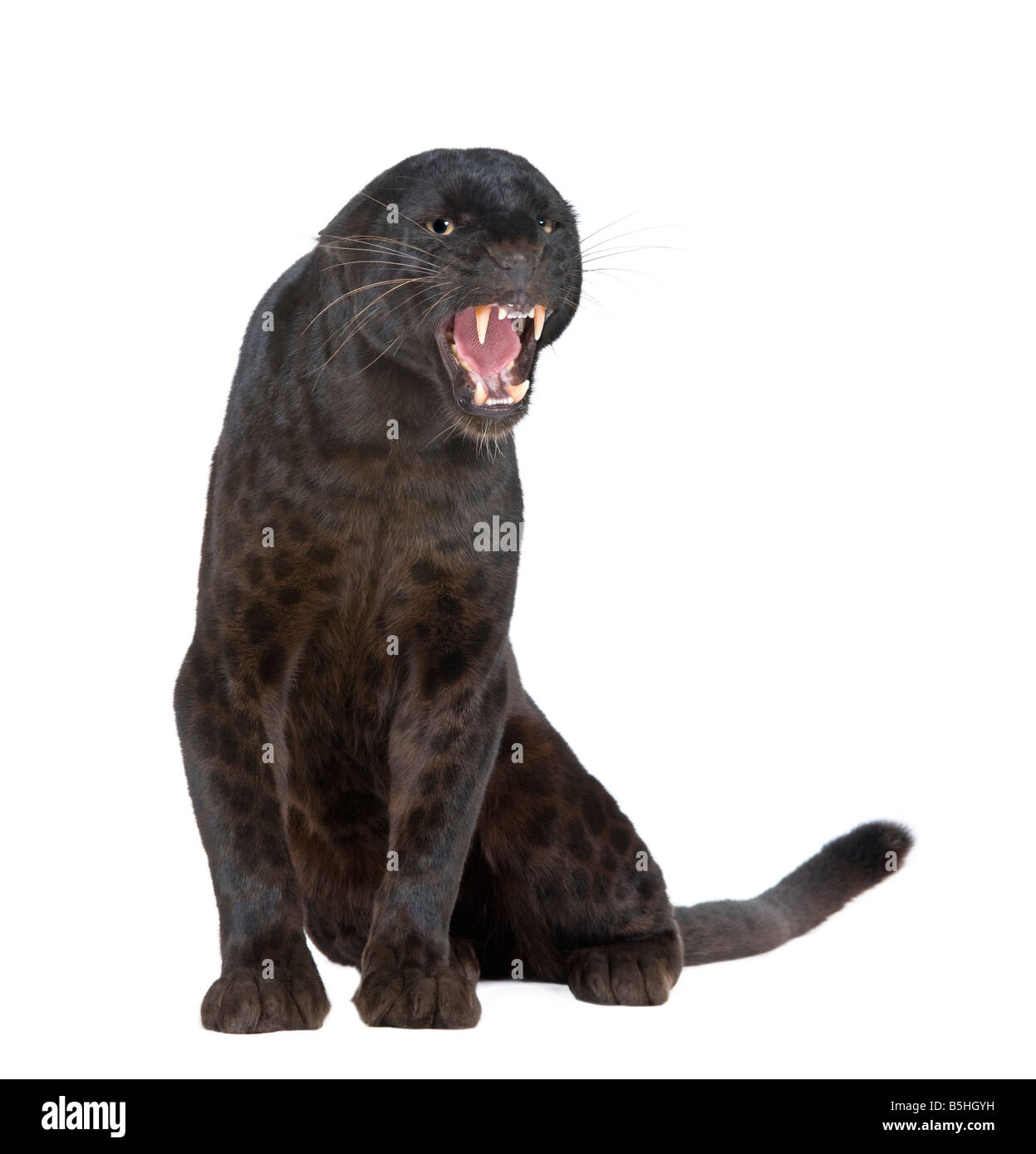 Animal non domestiqué Banque d'images détourées - Alamy