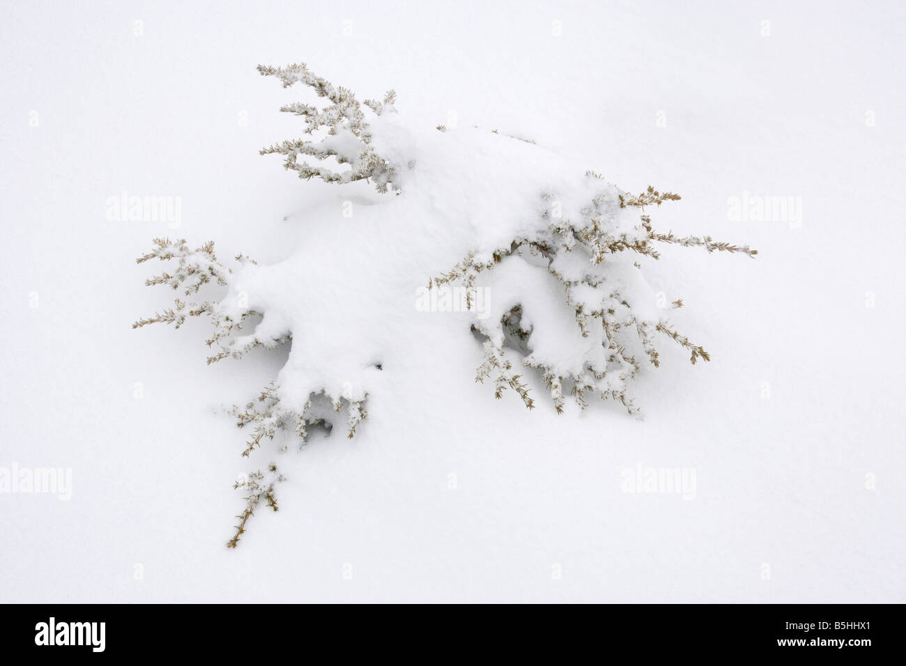 Cedrus libani brevifolia Banque de photographies et d’images à haute ...