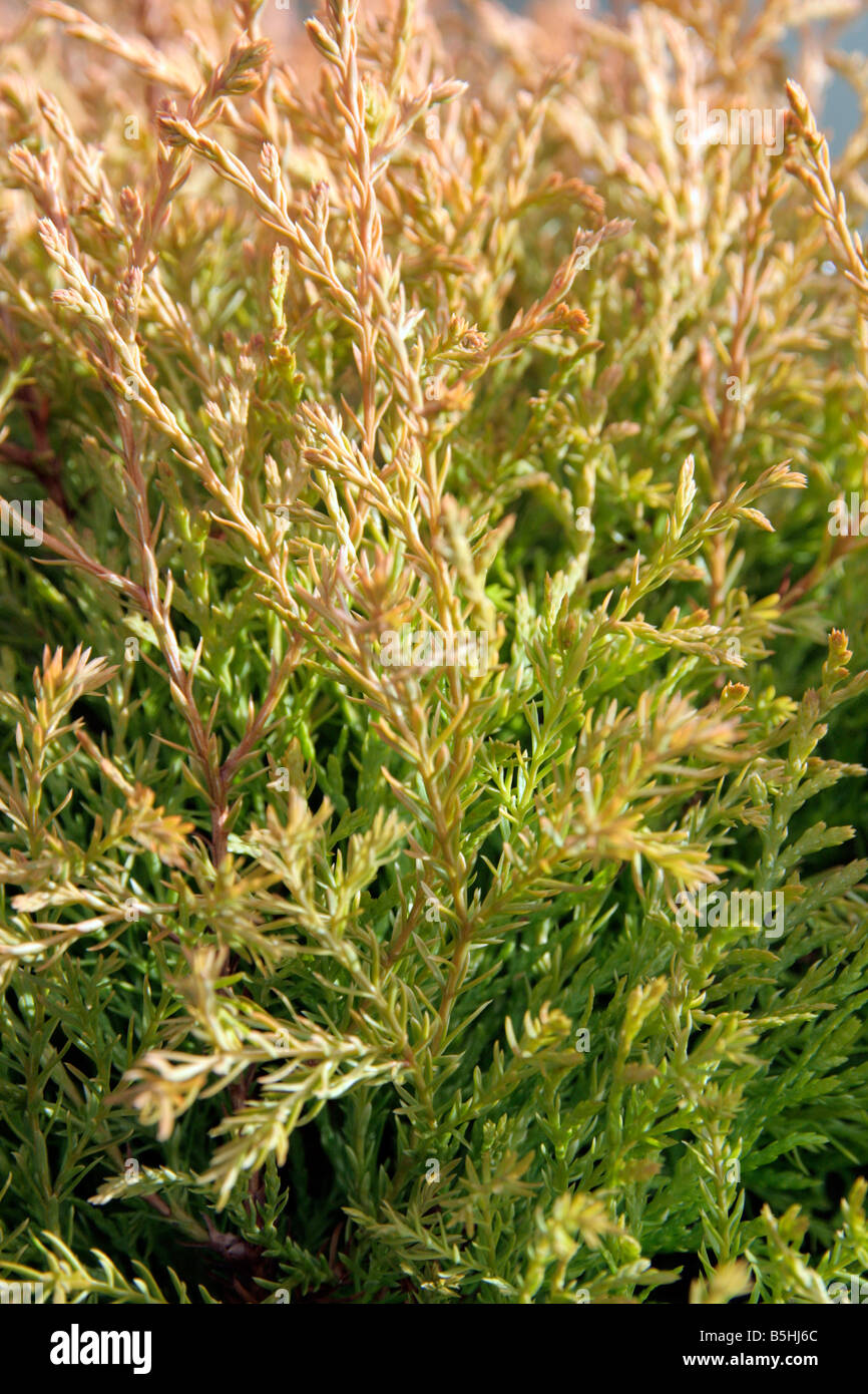 Thuja occidentalis rheingold Banque de photographies et d’images à ...