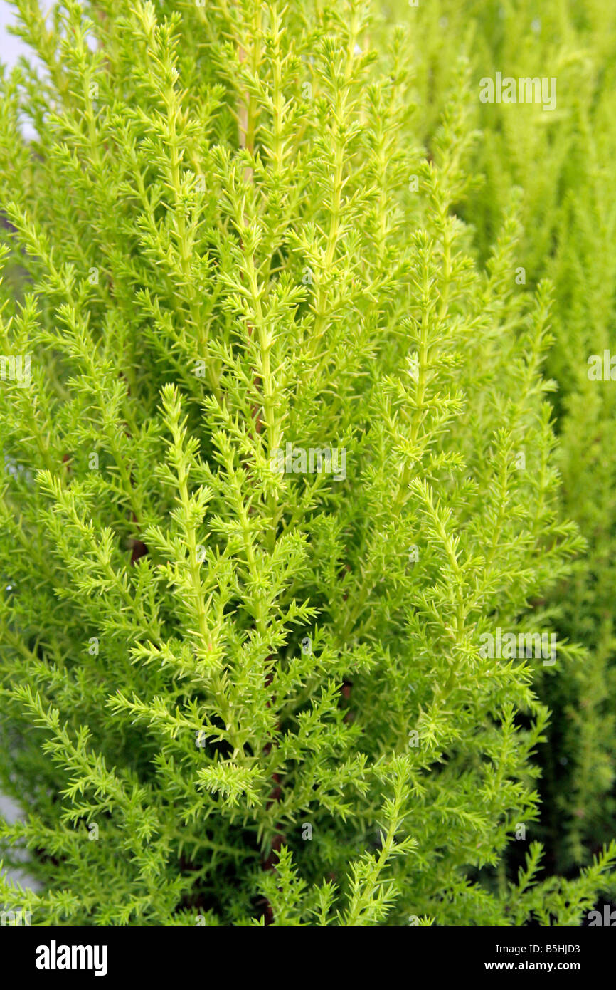 Cupressus macrocarpa Banque de photographies et d’images à haute ...