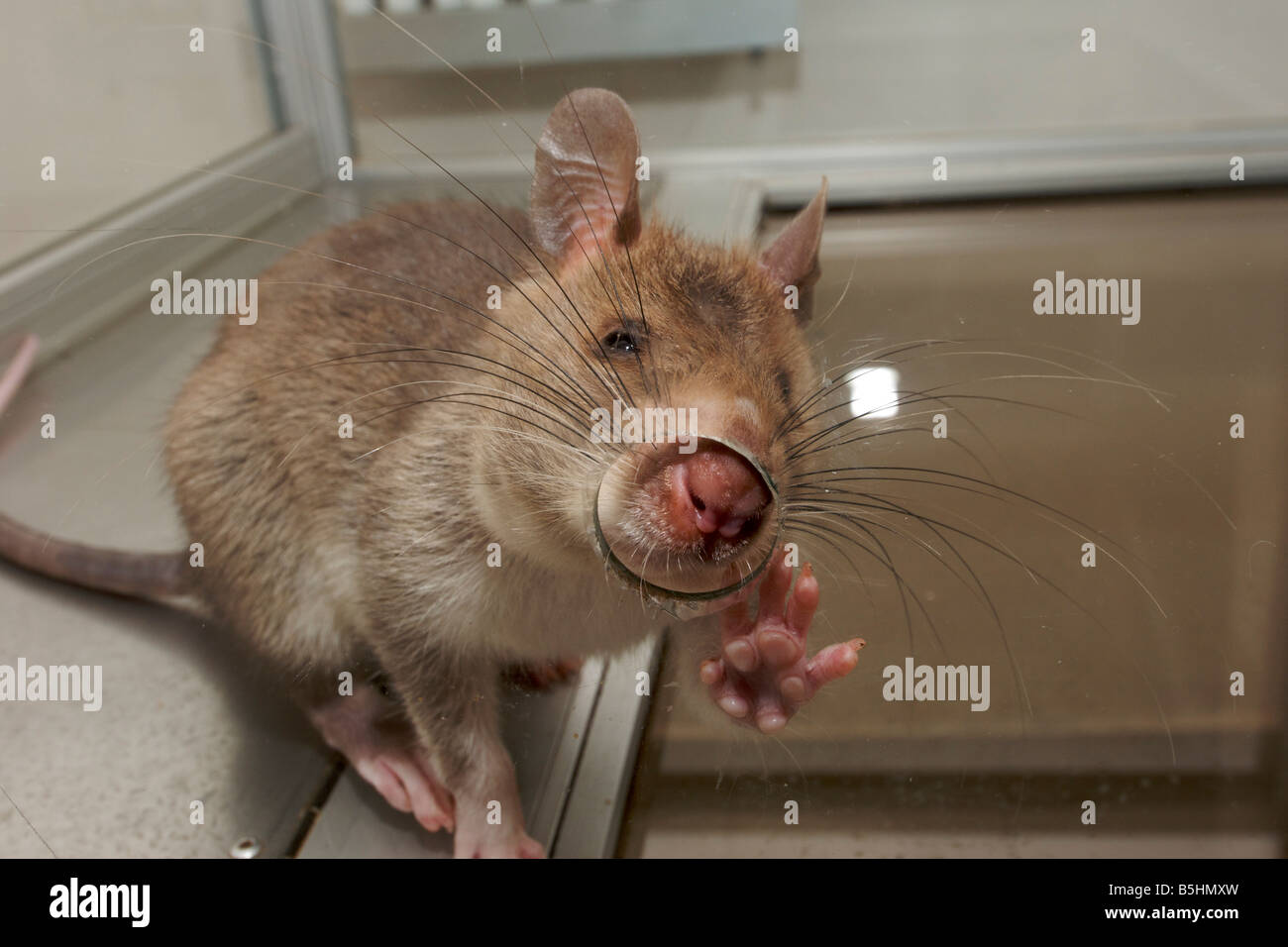 Lab rat Banque de photographies et d’images à haute résolution - Alamy